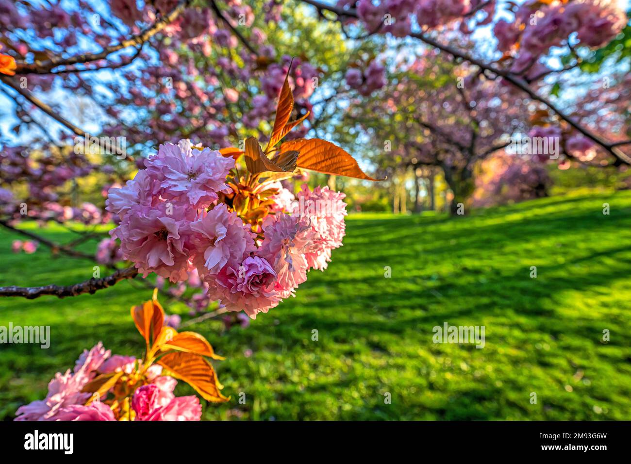 Flowering Japanese cherry tree in early spring in Central Park, New ...