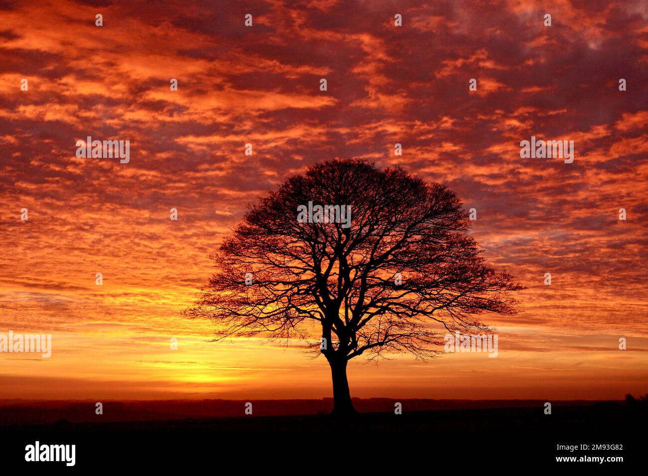 Tree Silhouette at sunrise Stock Photo - Alamy