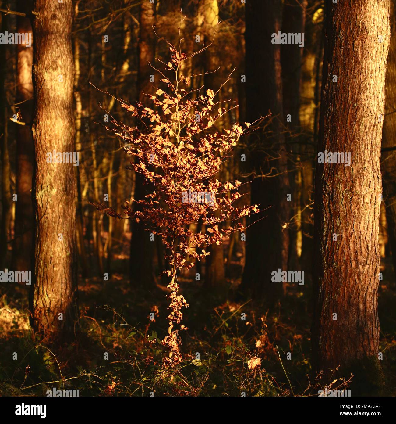 sunlit Beech tree Stock Photo - Alamy