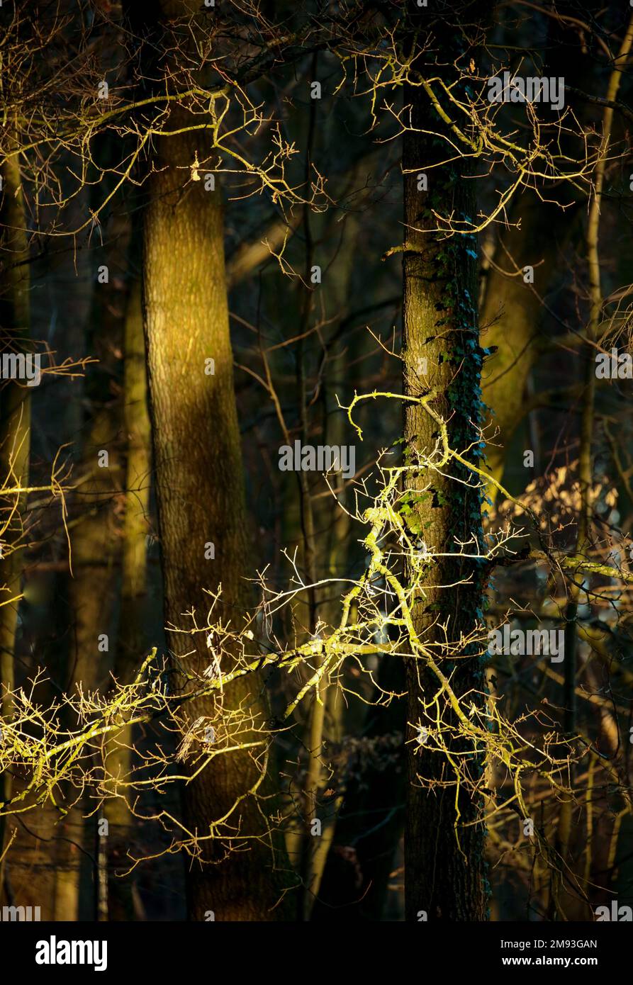 Sunlit woodland trees, branches and leaves Stock Photo - Alamy