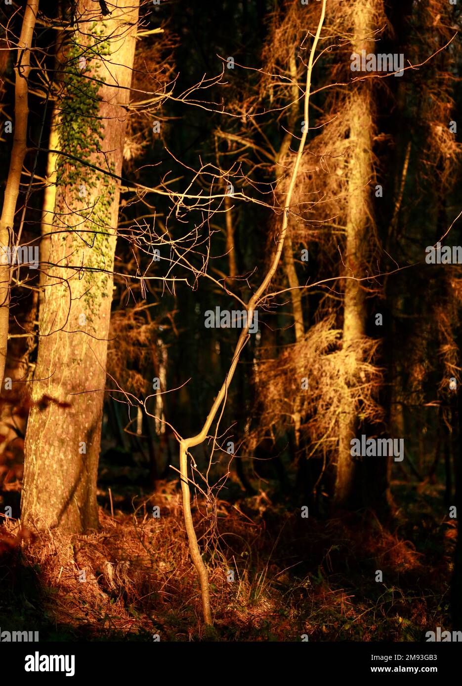 Sunlit woodland trees, branches and leaves Stock Photo - Alamy