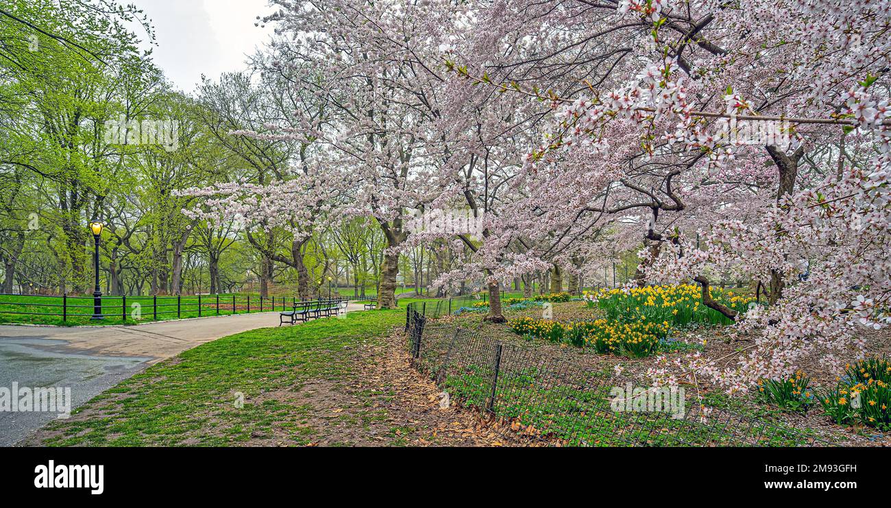 Spring in Central Park, New York City Stock Photo - Alamy