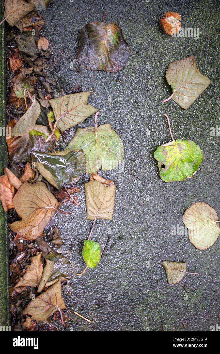 some kiwi leaves on the ground in autumn Stock Photo - Alamy