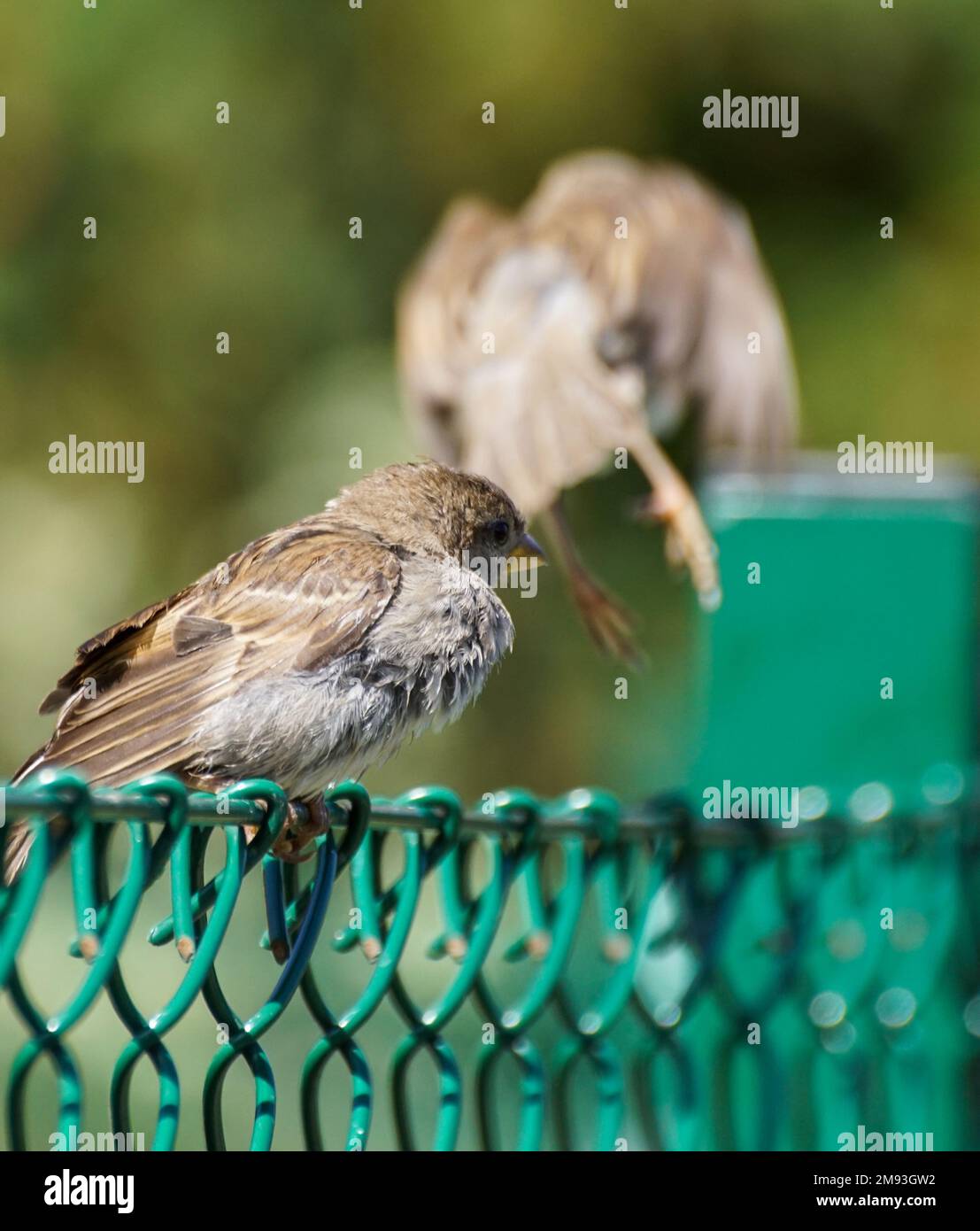 Close up of bird perching on fence Stock Photo - Alamy