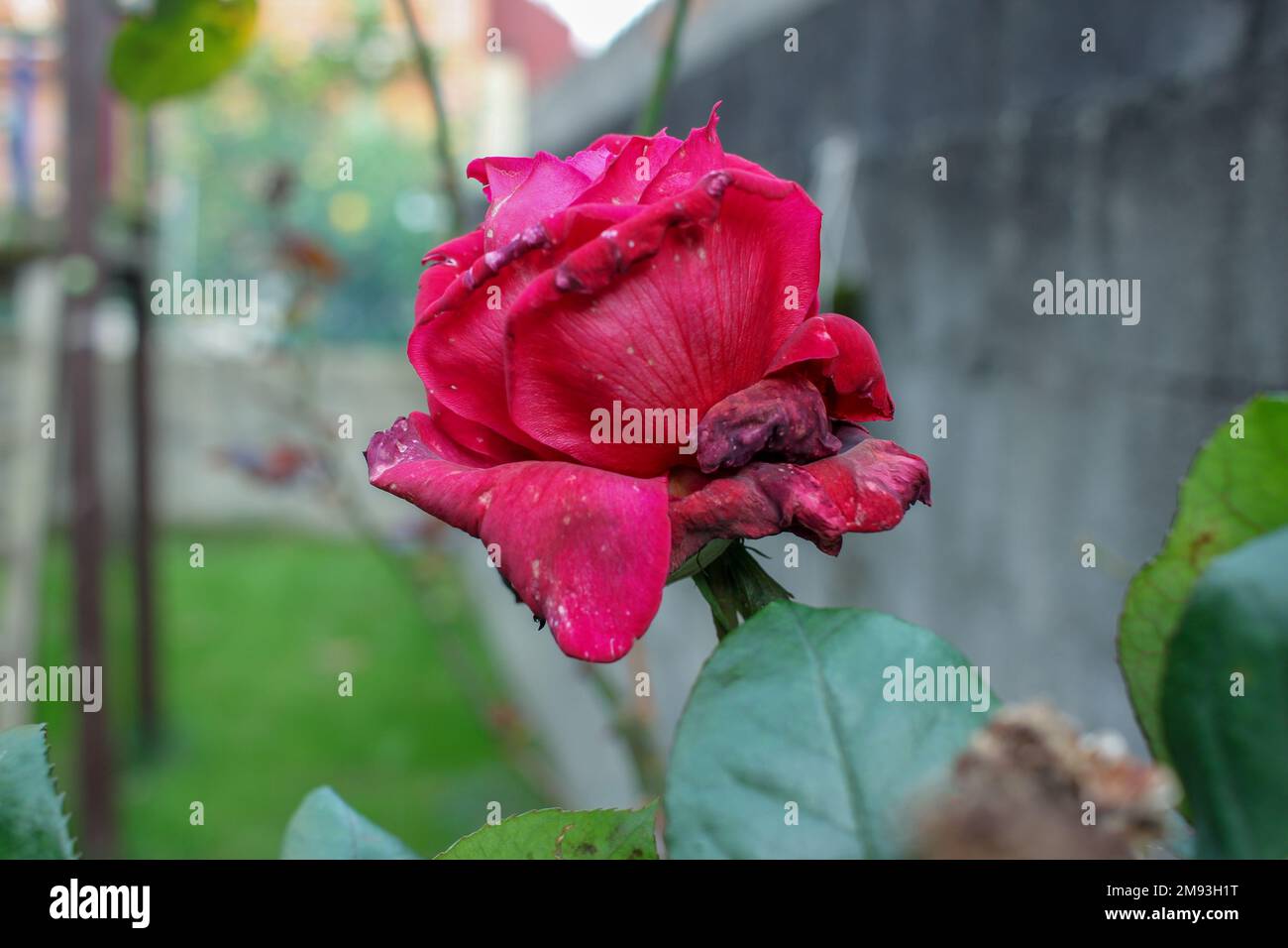 Garden with a wall hi-res stock photography and images - Alamy