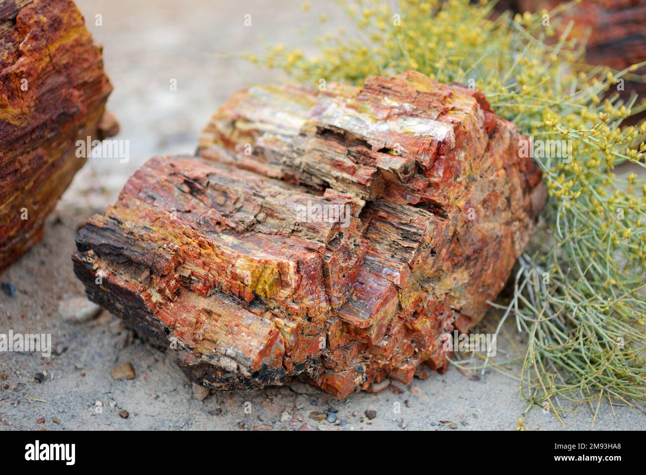 Stunning petrified wood in the Petrified Forest National Park, Arizona ...