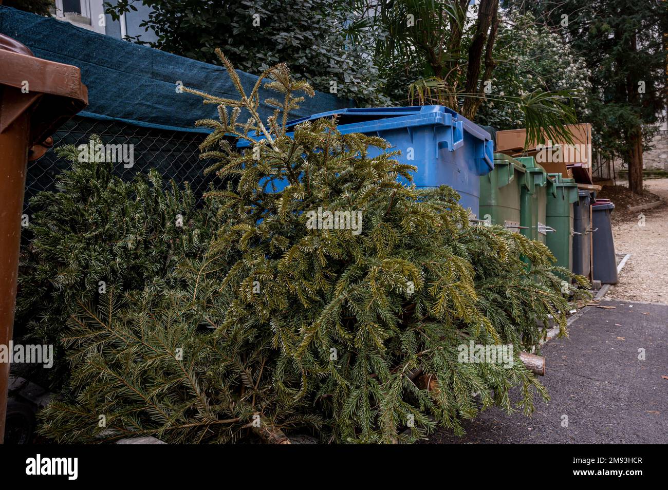 Abandoned Christmas trees in the street beside garbage bin after the ...