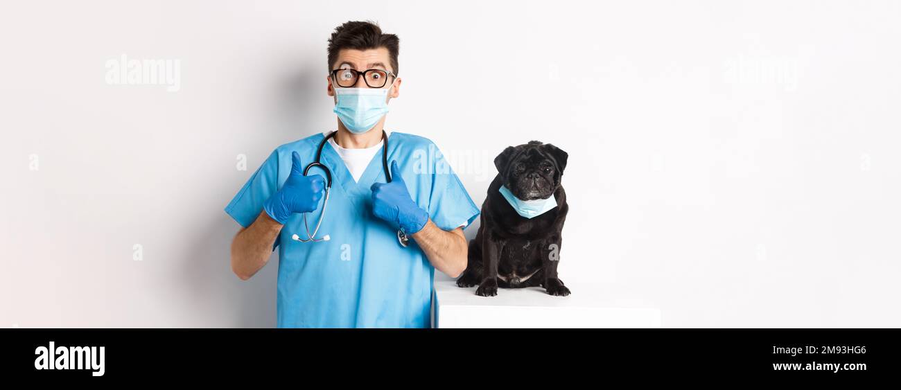 Funny black pug dog wearing medical mask, sitting near handsome ...
