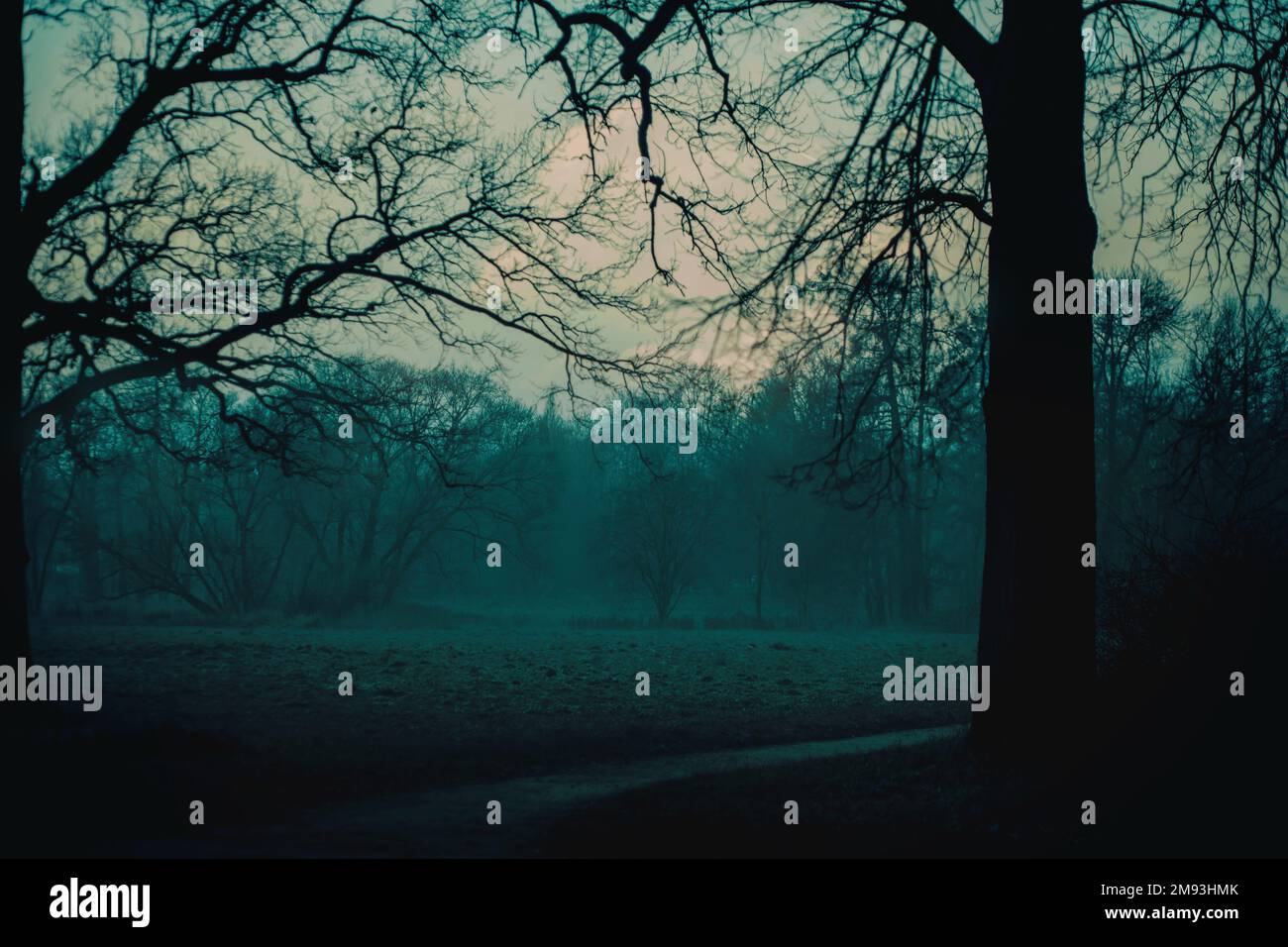 A sad night landscape of an old mystical frightening misty forest with ...