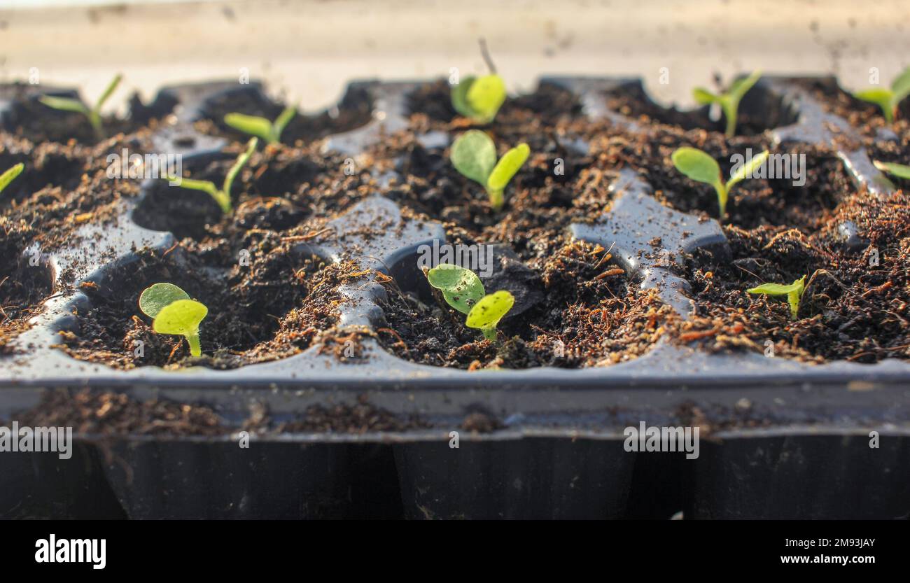 organic lettuce seeds sprouting in a greenhouse Stock Photo - Alamy