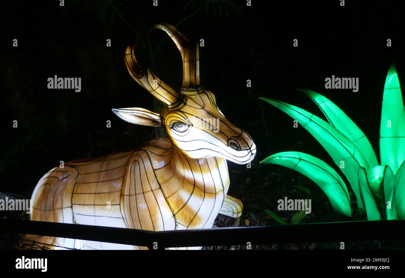 Los Angeles, California, USA 12th January 2023 Pronghorn at Zoo Lights ...