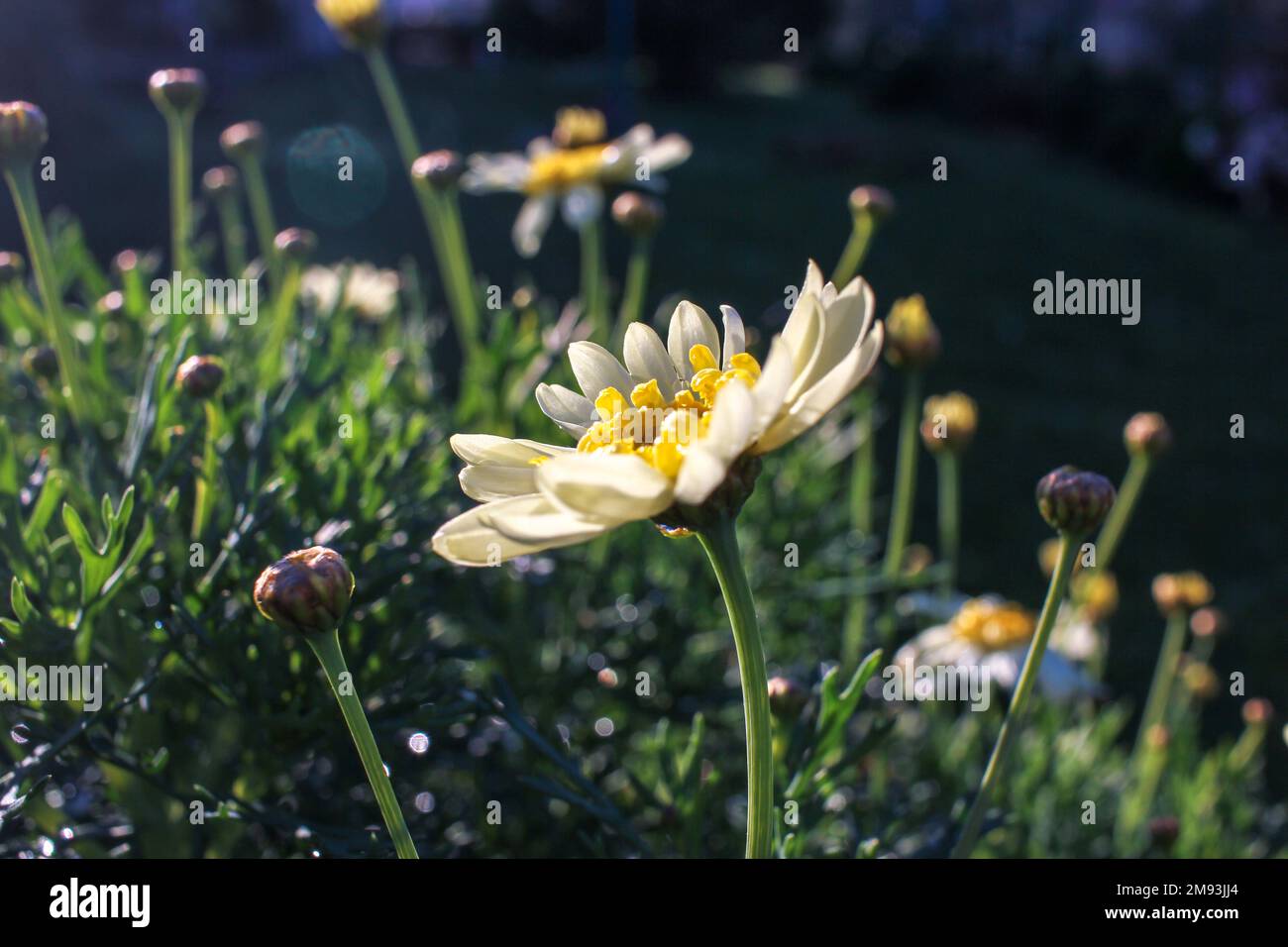 Wildflower under sunset hi-res stock photography and images - Alamy