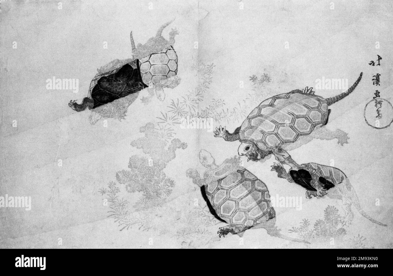 Tortoises swimming Black and White Stock Photos & Images - Alamy