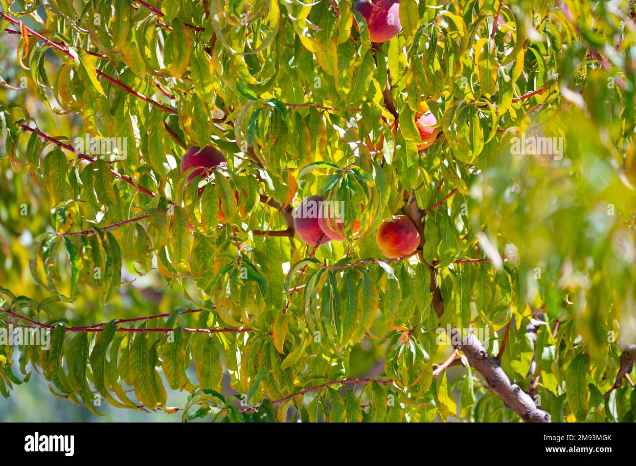 Fruit orchard on Cyprus with plantation of peach trees with big ripe ...