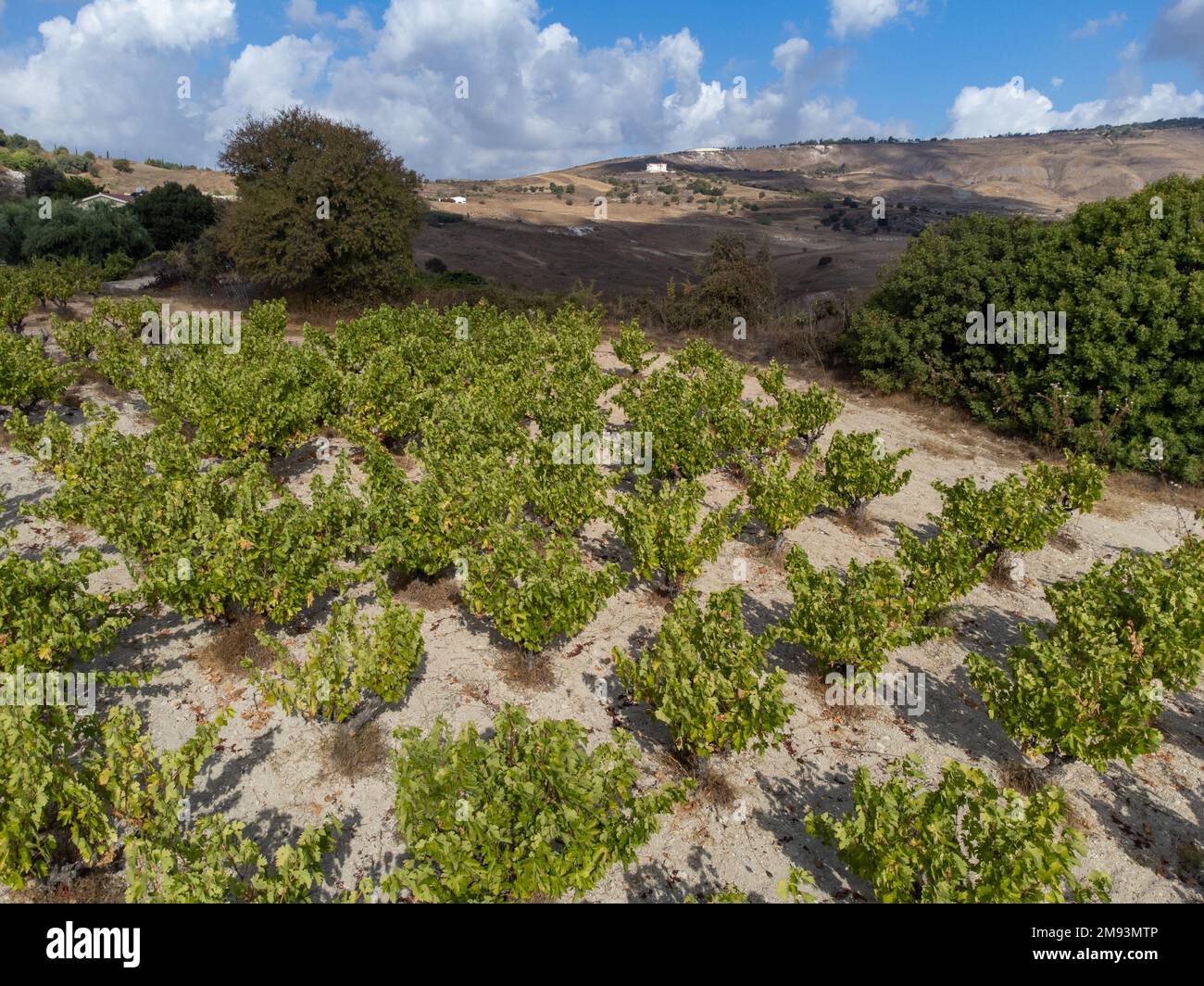 Mavro grapes hi-res stock photography and images - Alamy