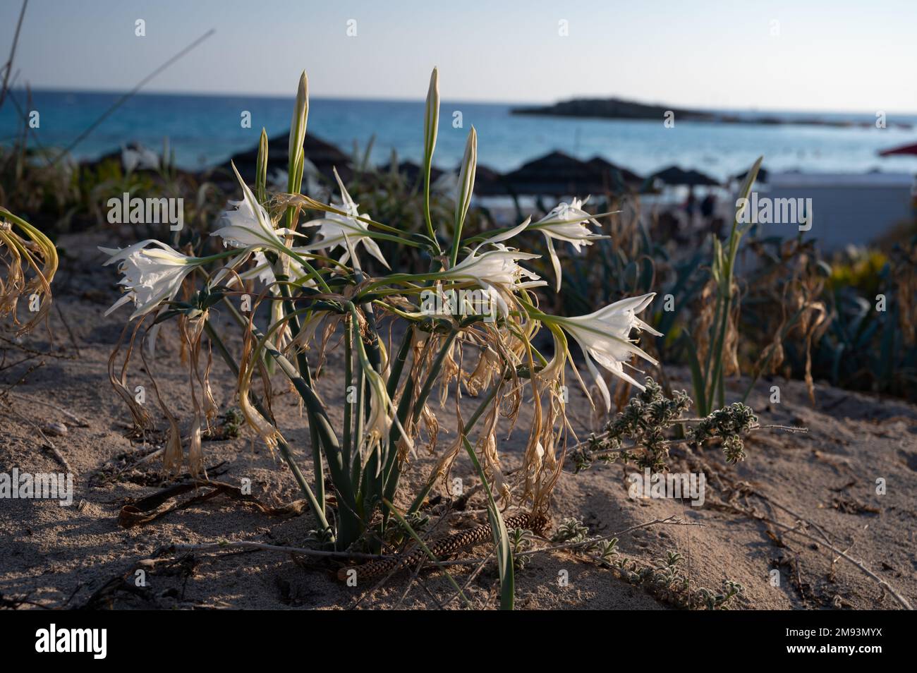 Blossom of wild white flowers sea daffodils on sandy beach on Cyprus ...