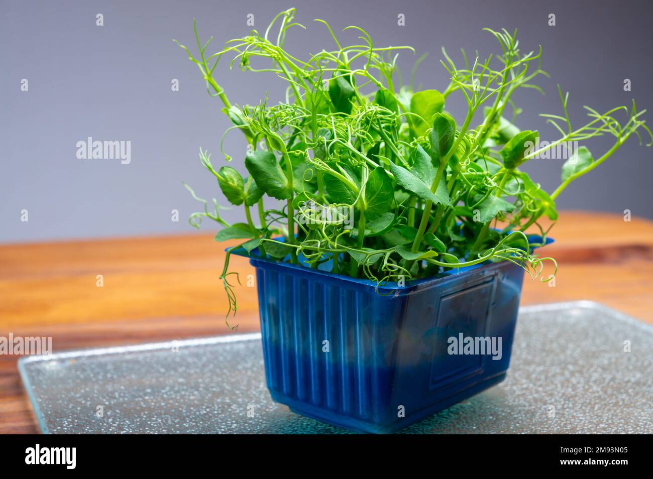 Healthy food, young sprouts plants of green garden affilla cress ready ...