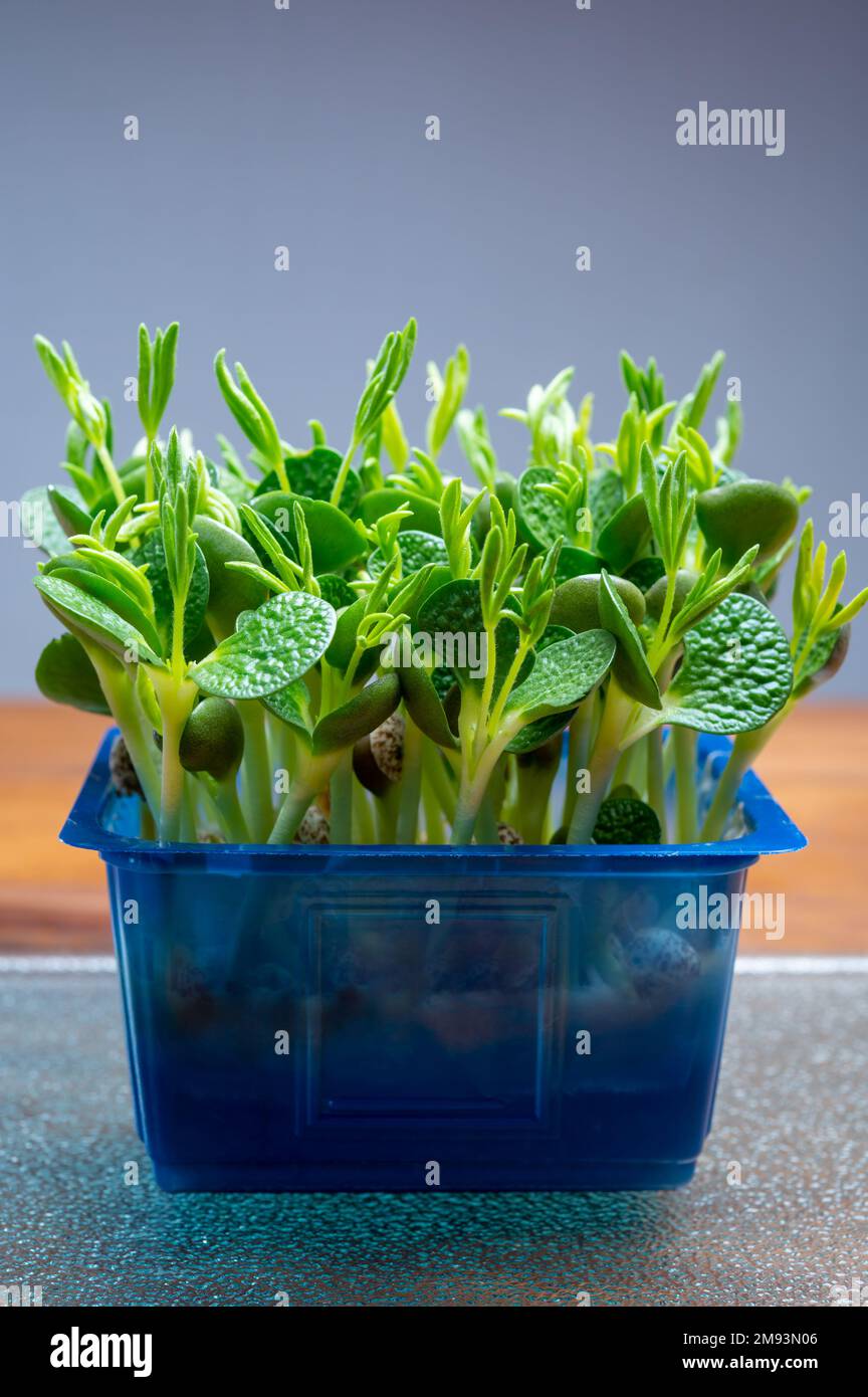 Healthy food, young sprouts plants of green garden cress and lupin ...