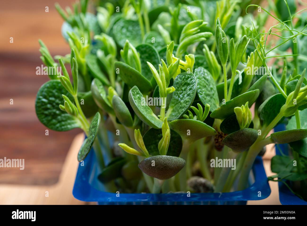 Healthy food, young sprouts plants of green garden cress and lupin ...