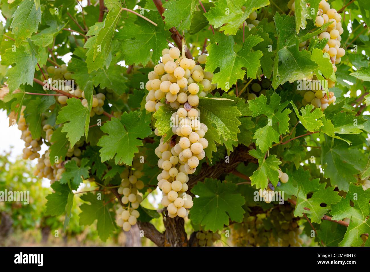 Wine production on Cyprus, ripe white wine grapes ready for harvest ...