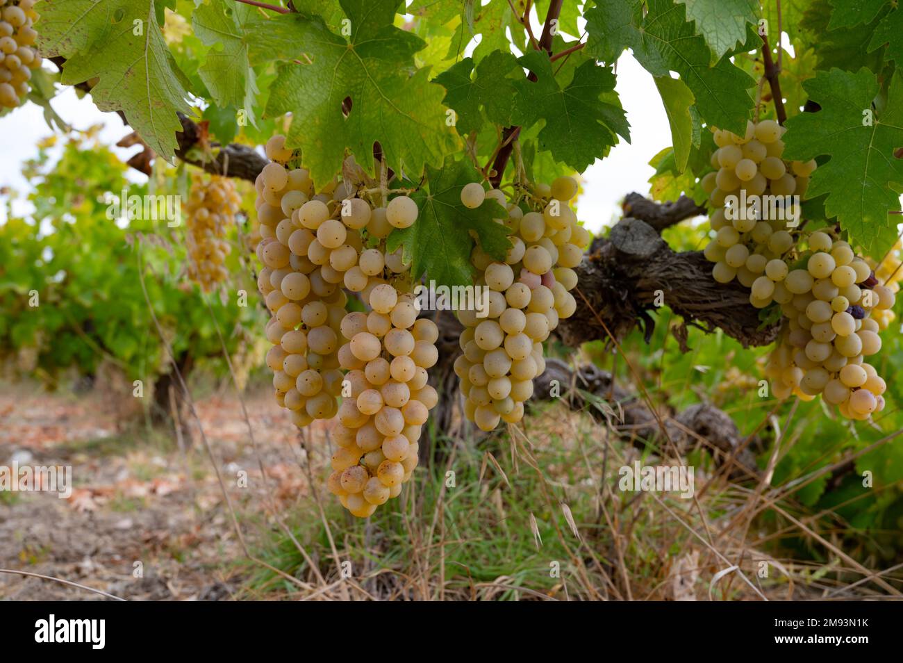 Wine production on Cyprus, ripe white wine grapes ready for harvest ...