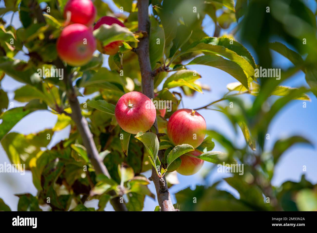 Fruit orchard on Cyprus with apple trees with small red fruits Stock ...