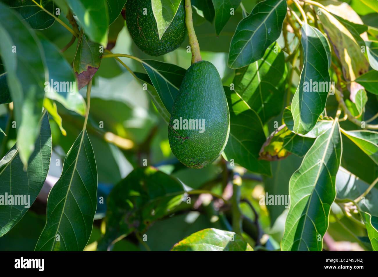 Ripe green hass avocadoes hanging on tree, ready to harvest, avocado ...