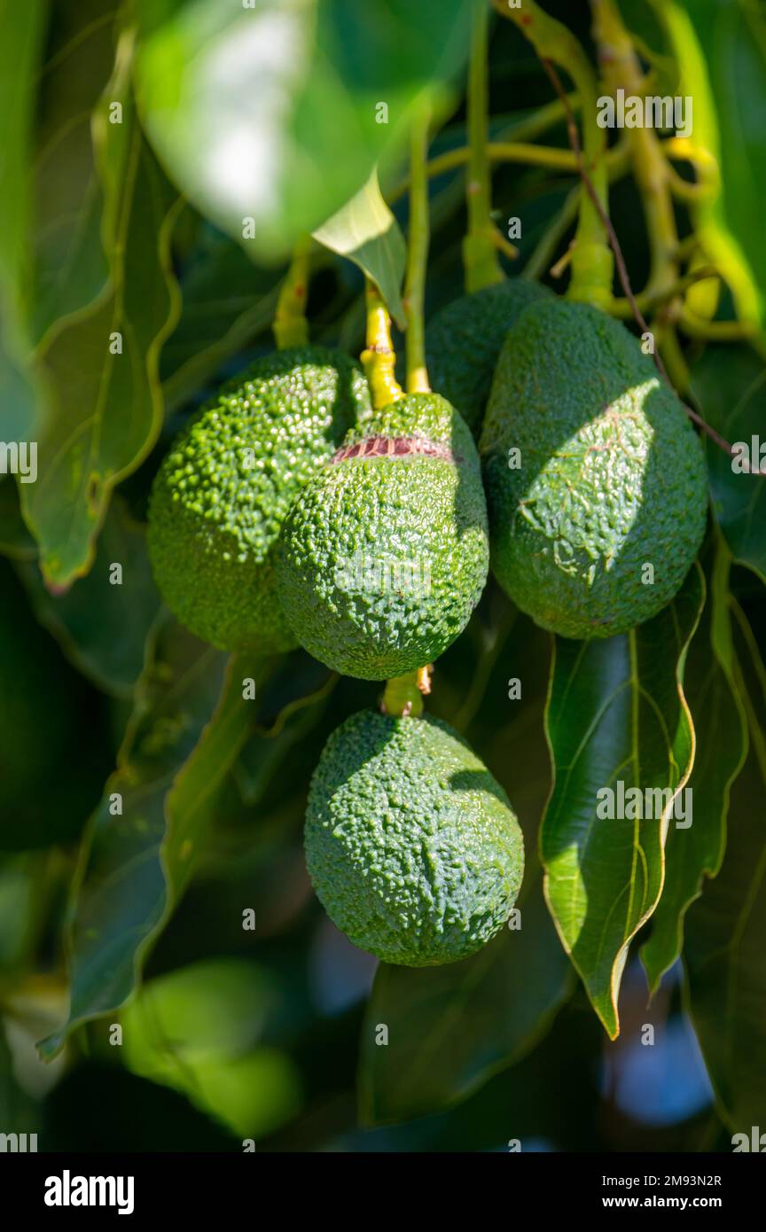 Ripe green hass avocadoes hanging on tree, ready to harvest, avocado ...