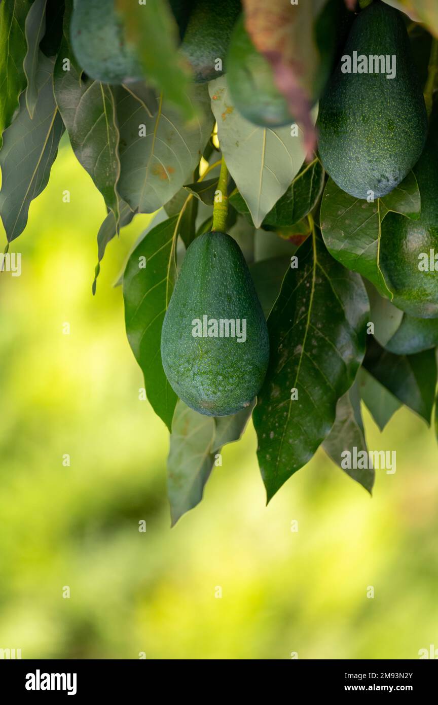 Ripe green hass avocadoes hanging on tree, ready to harvest, avocado ...