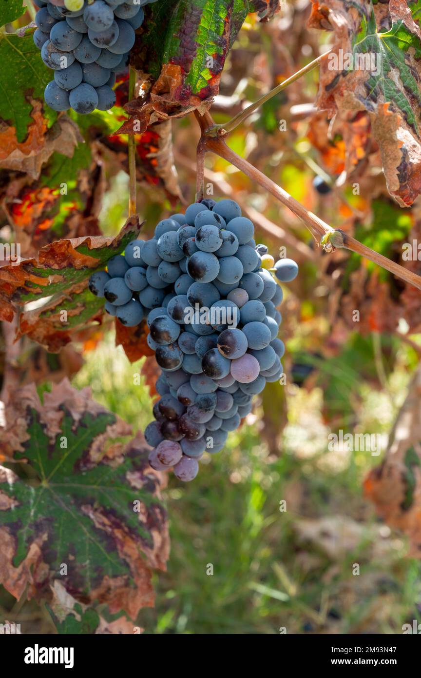 Mavro grapes hi-res stock photography and images - Alamy