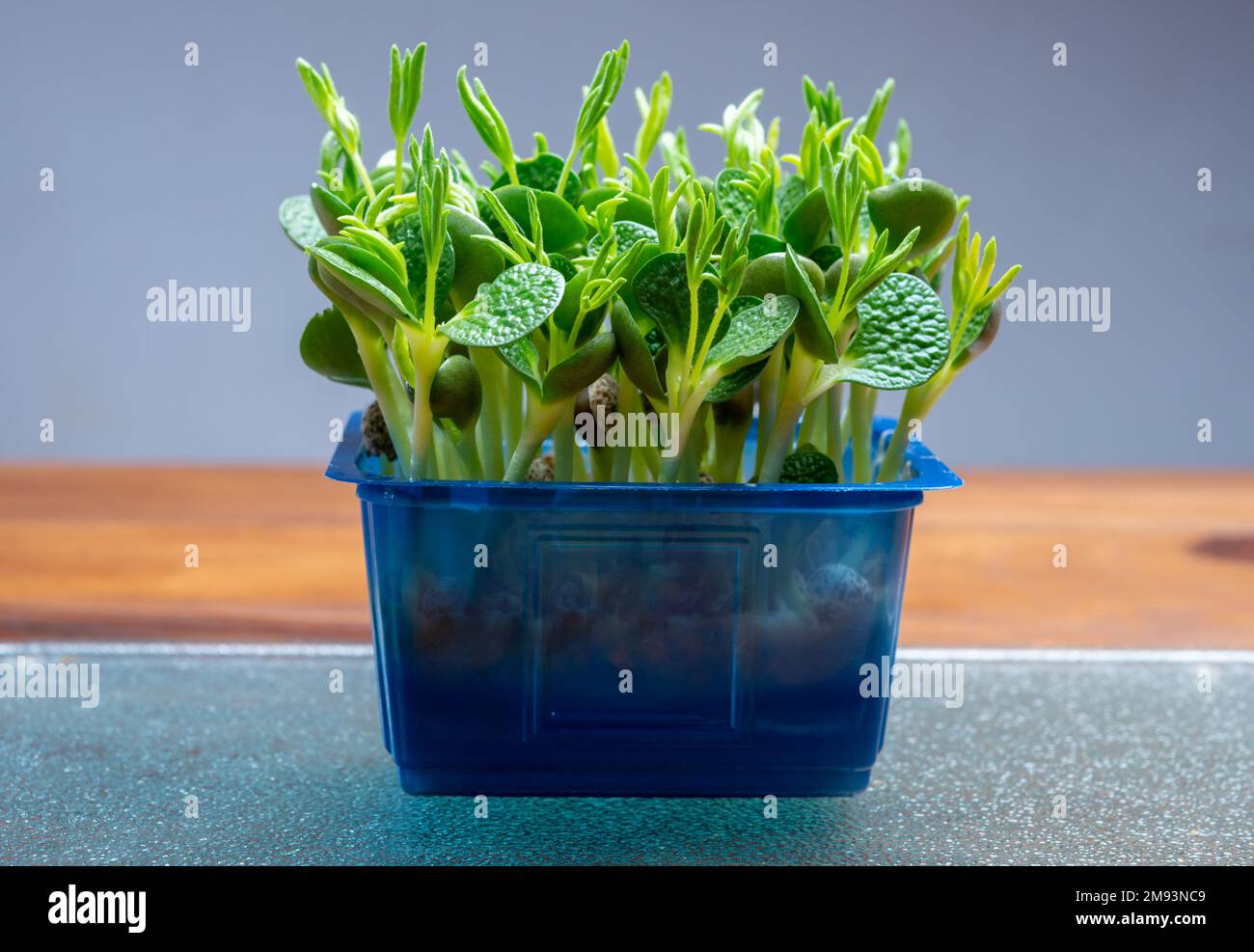 Healthy food, young sprouts plants of green garden cress and lupin ...