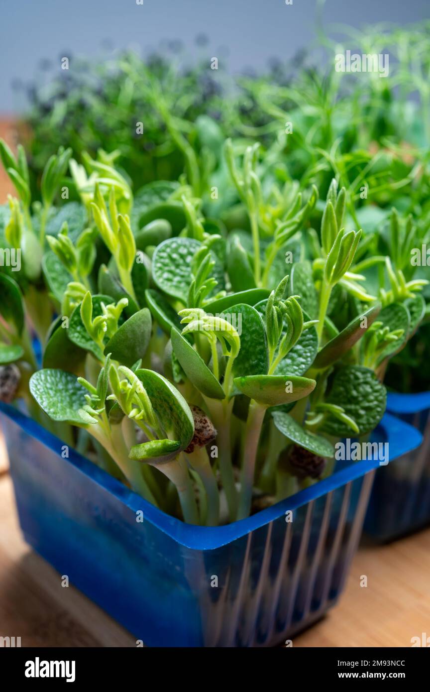 Healthy food, young sprouts plants of green garden cress and lupin ...