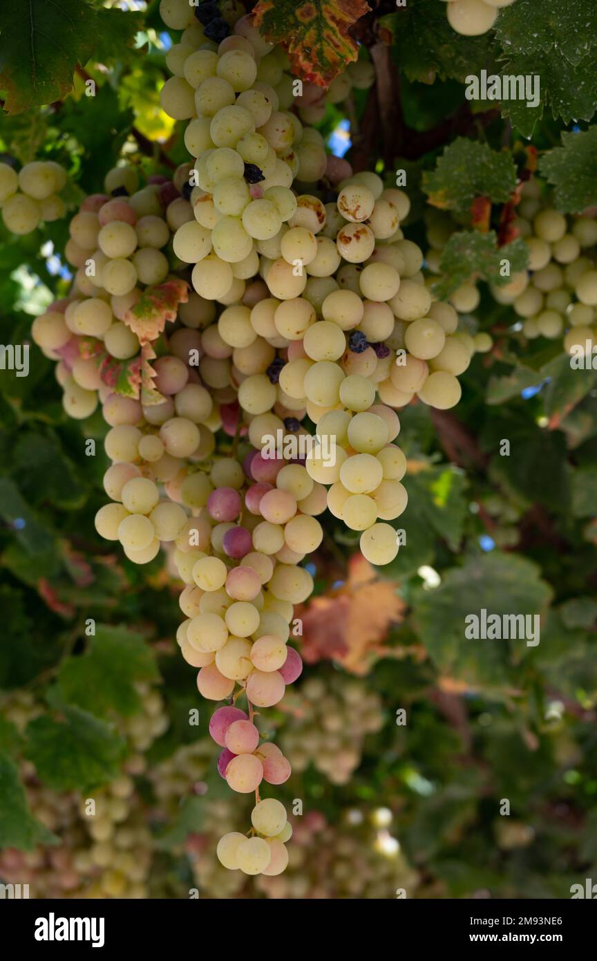 Bunches of pink ripening table grapes berries hanging down from pergola ...