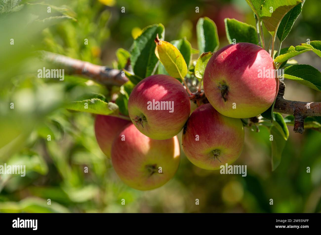 Fruit orchard on Cyprus with apple trees with small red fruits Stock ...
