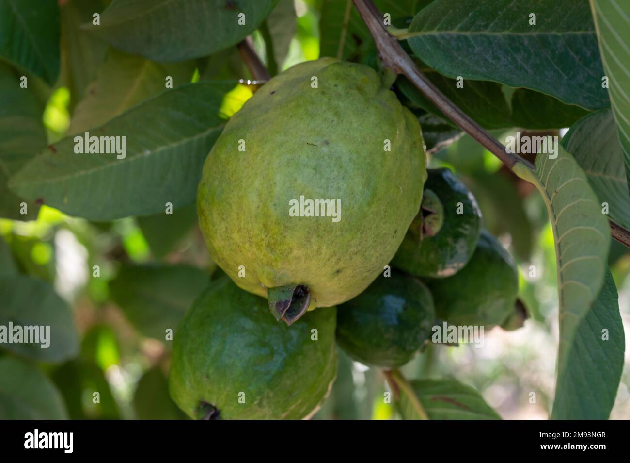 Common guava tropical plant with tasty aromatic fruits growing near ...