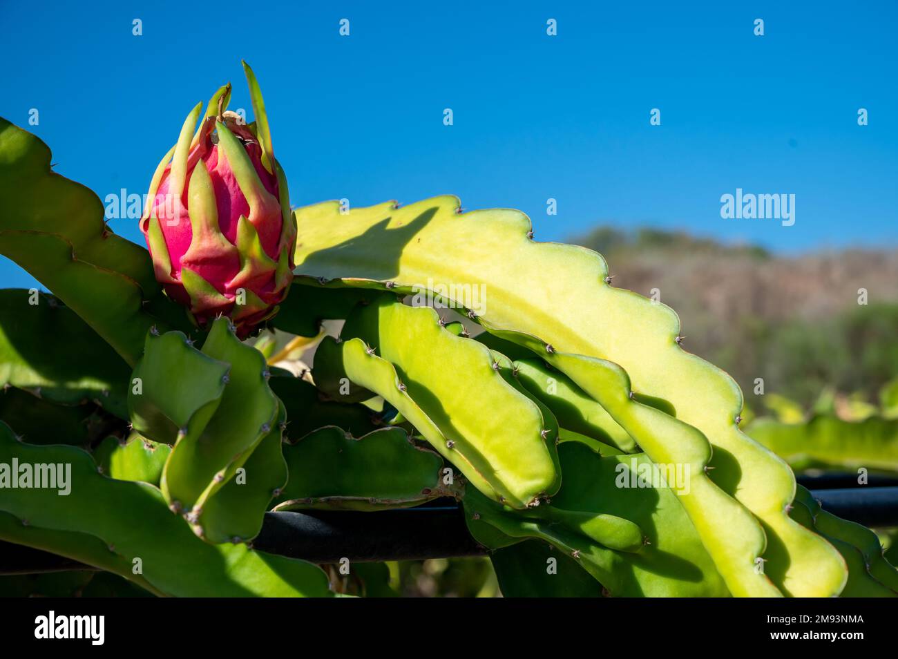 Plantation of dragon fruit cactus plants near Paphos, blossom and ...