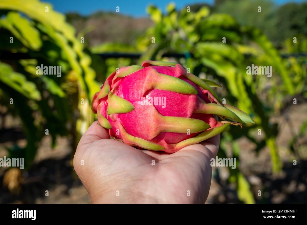Plantation of dragon fruit cactus plants near Paphos, blossom and ...