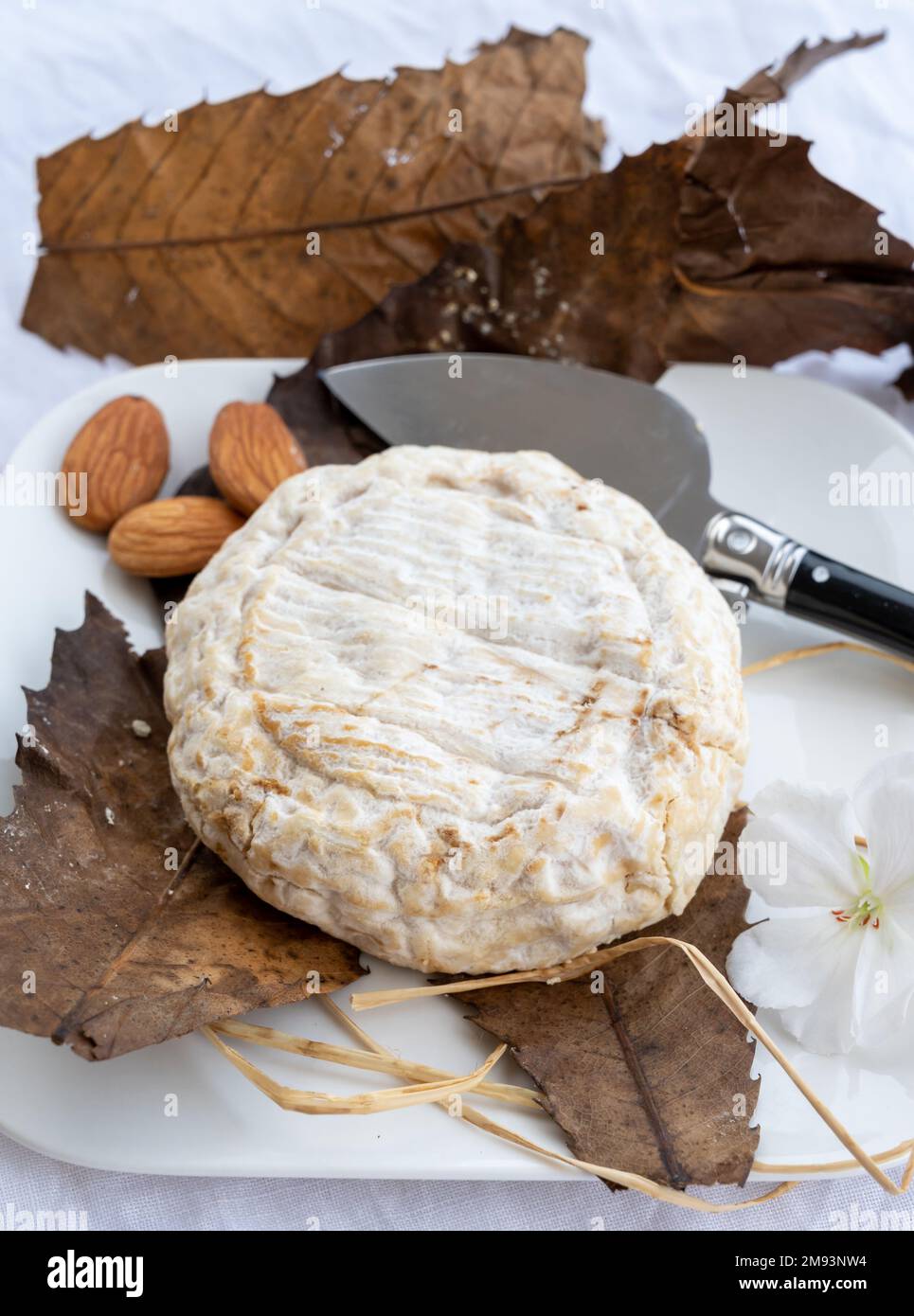 French mountains cheese banon made in Alpes-de-haute-provence wrapped ...