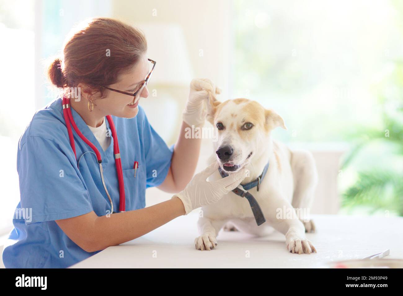 Vet examining dog. Puppy at veterinarian doctor. Animal clinic. Pet ...