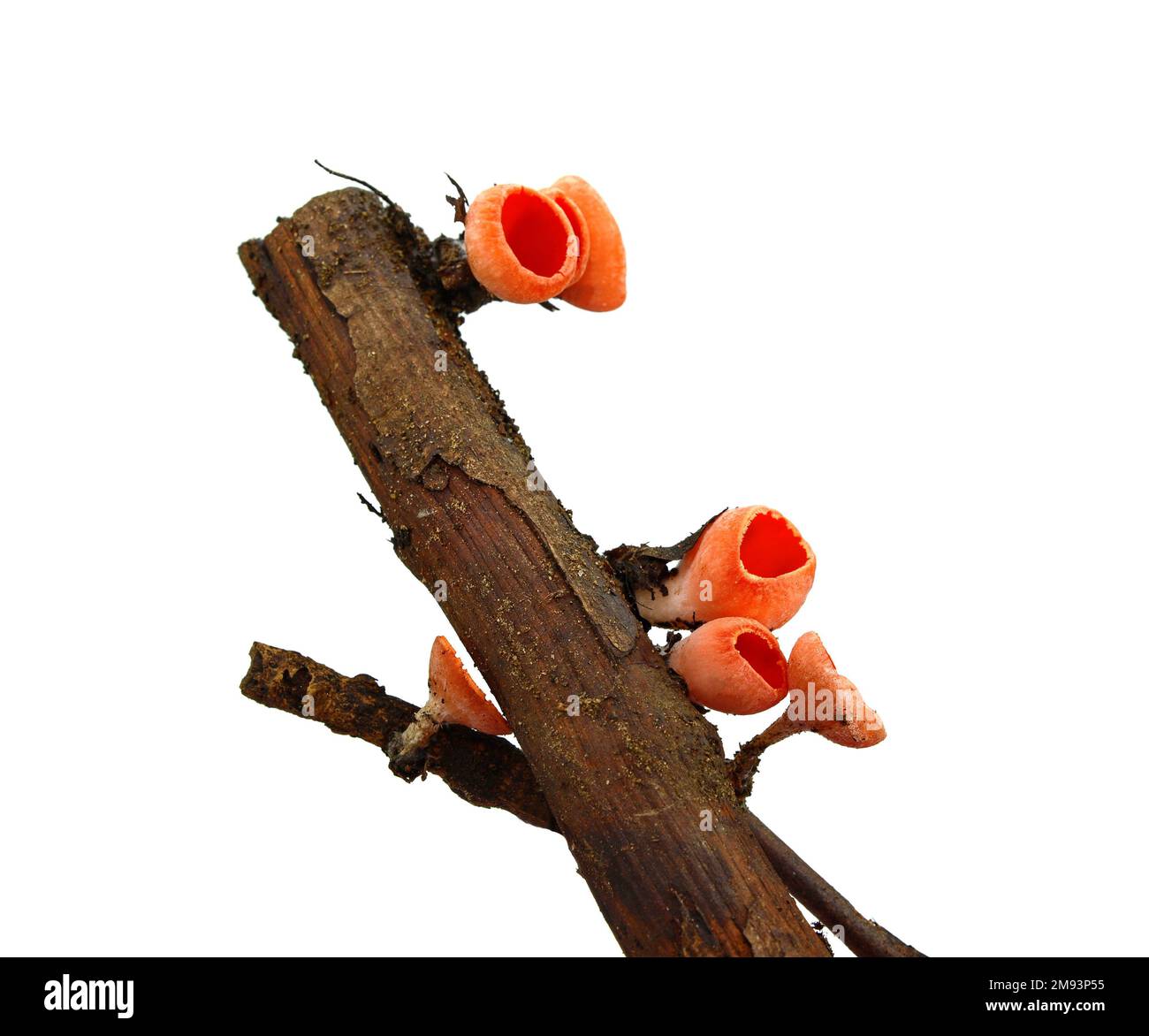 Scarlet Elf Cup Fungi isolated on white background. Spring edible ...