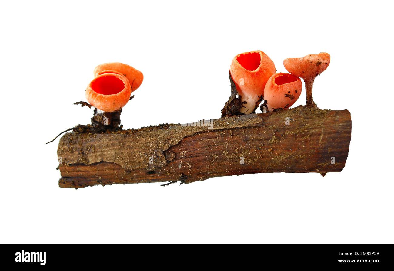 Scarlet Elf Cup Fungi isolated on white background. Spring edible ...