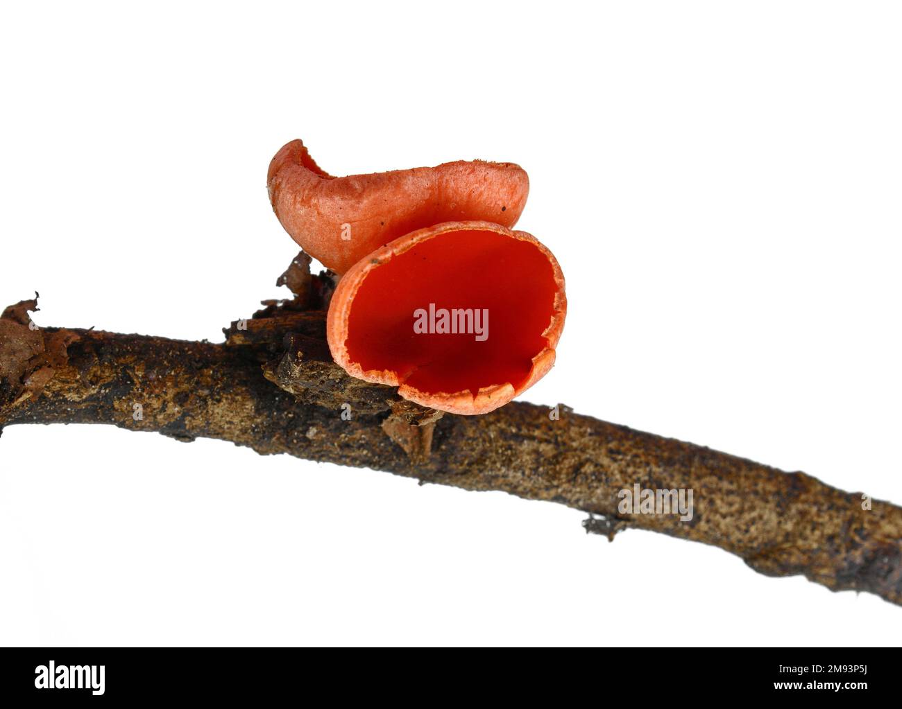Scarlet Elf Cup Fungi isolated on white background. Spring edible ...