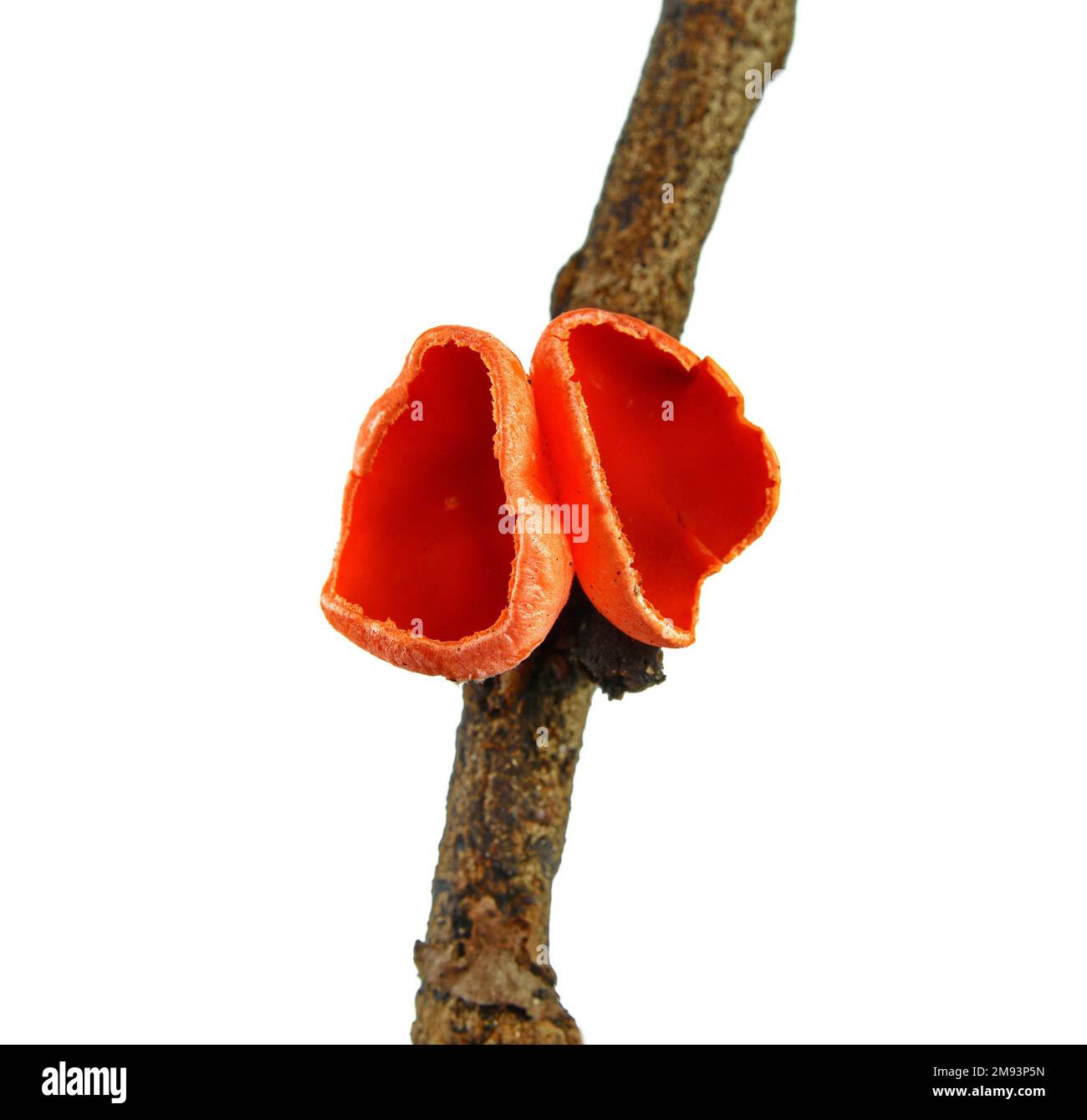 Scarlet Elf Cup Fungi isolated on white background. Spring edible ...