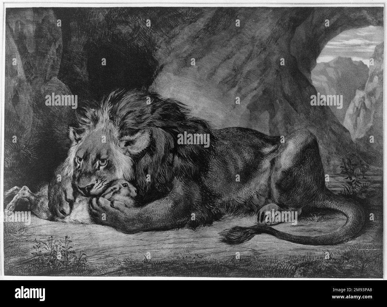 Animals living in wild Black and White Stock Photos & Images - Alamy