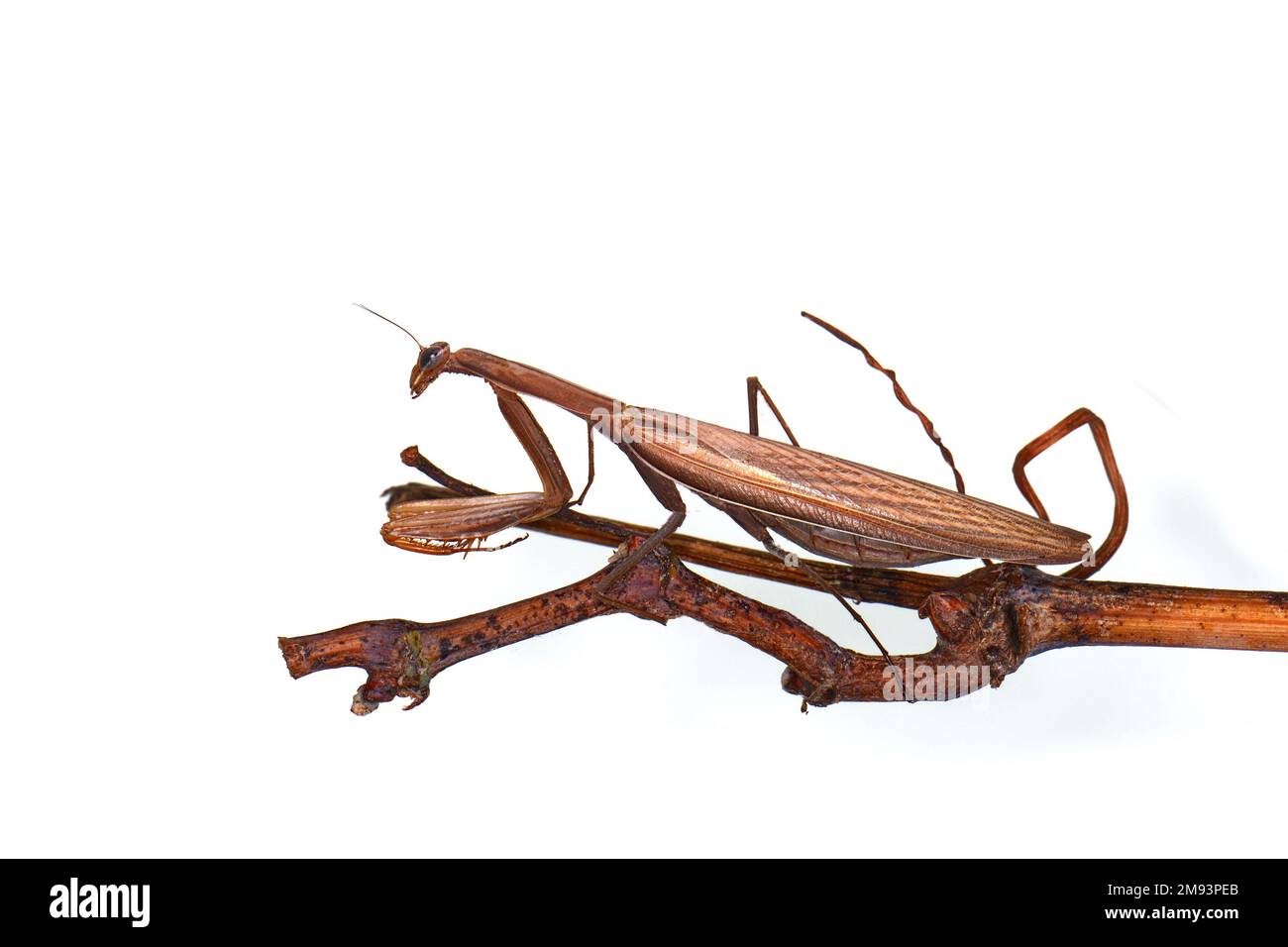 European Mantis or Praying Mantis, Mantis religiosa, in front of white ...