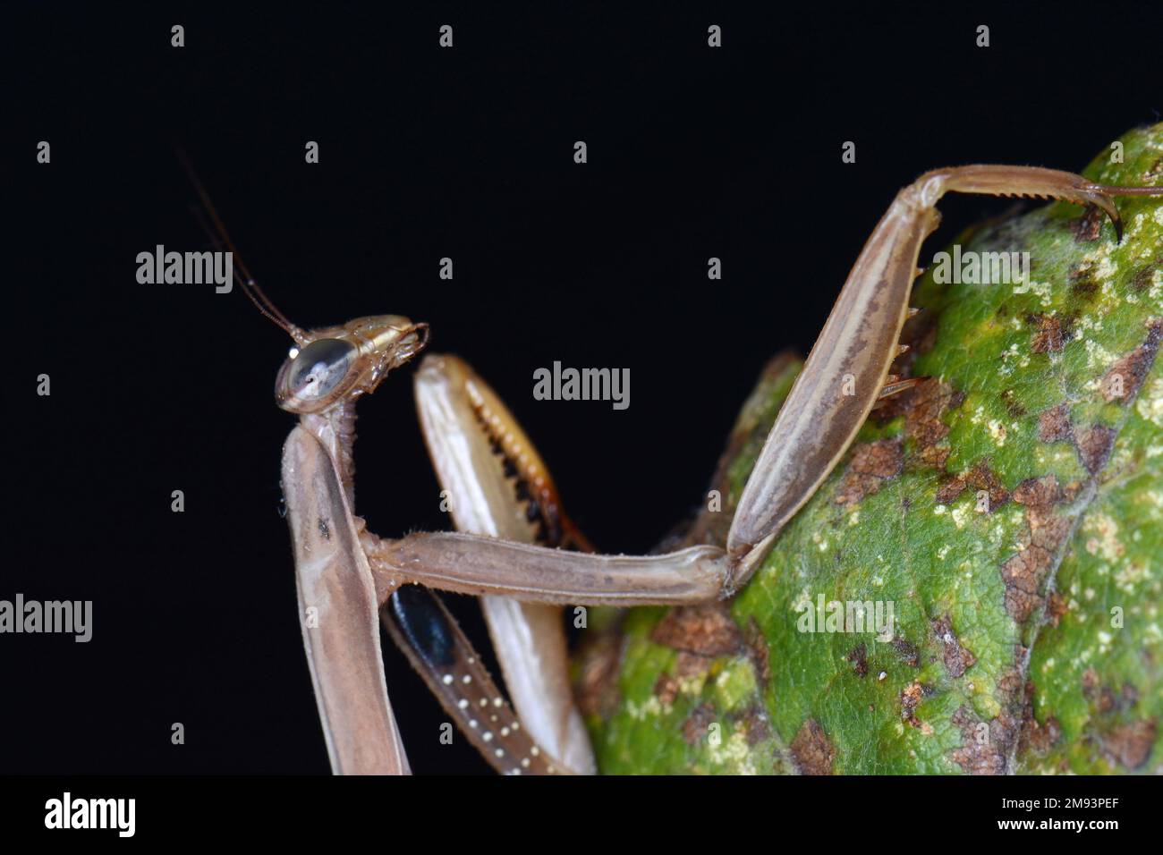 European Mantis or Praying Mantis, Mantis religiosa, in front of black ...