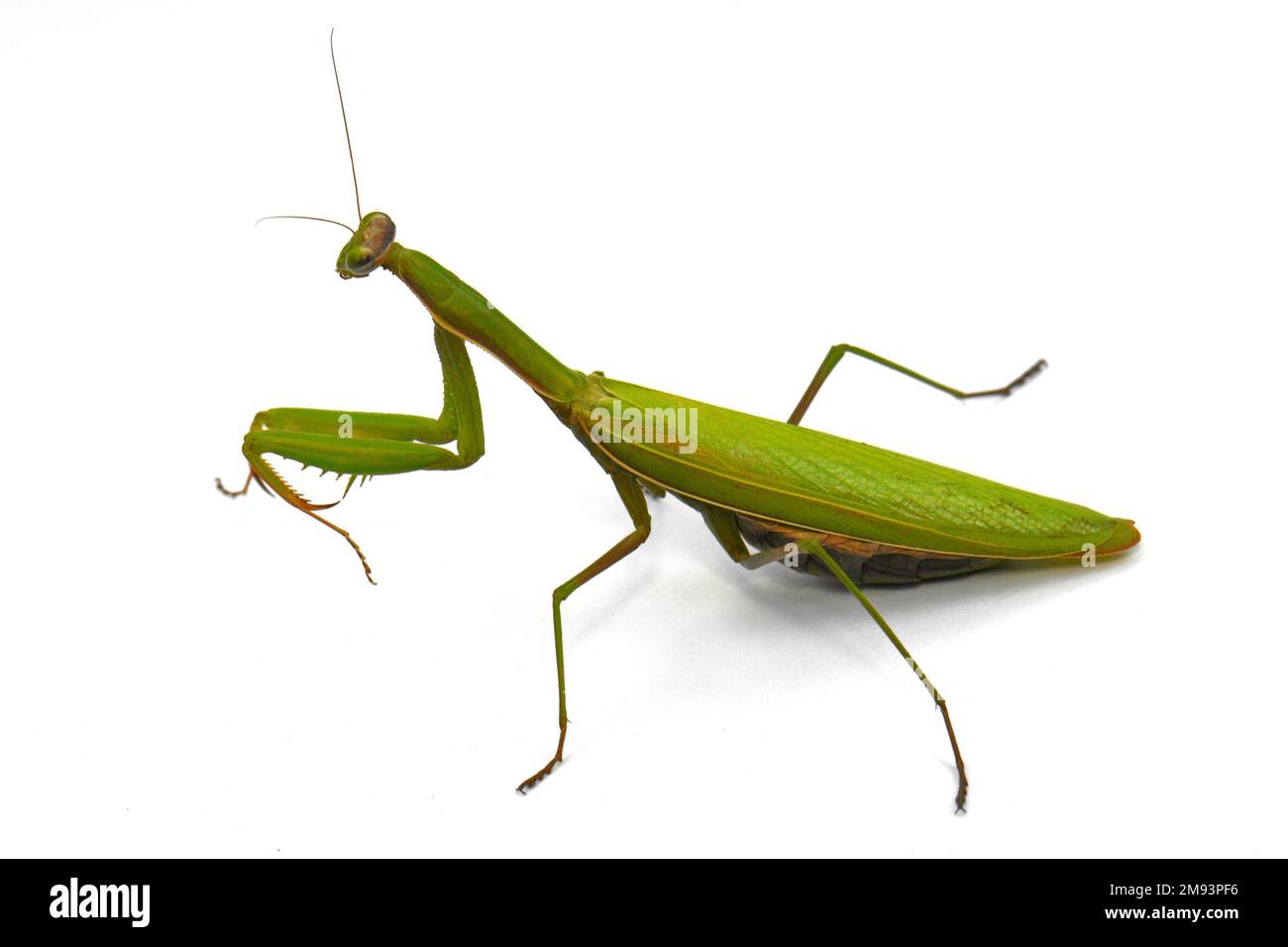 Praying mantis (Mantis religiosa) isolated on white Stock Photo - Alamy