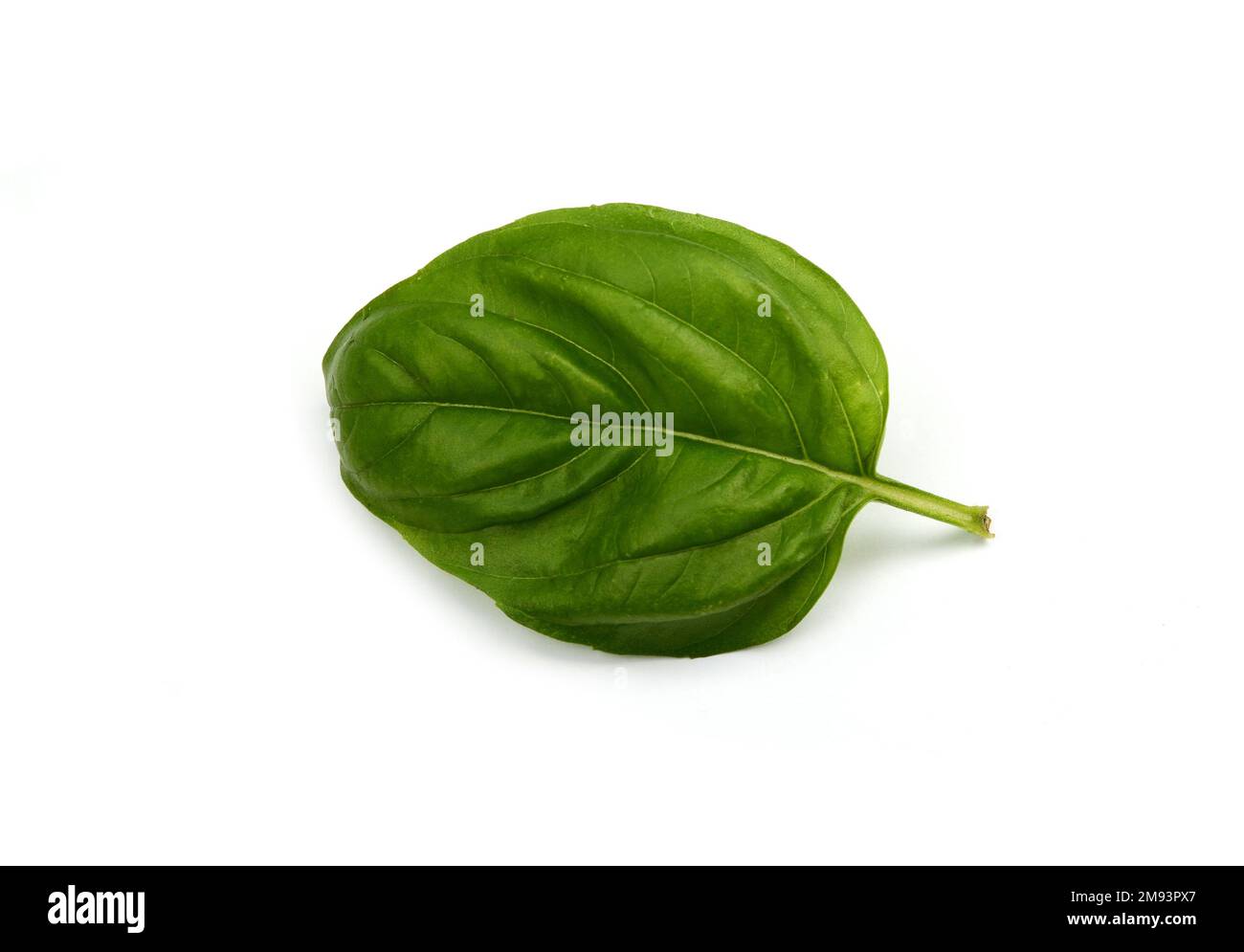 Wet Green Basil Leaves Fresh Spice, closeup, isolated on a white ...
