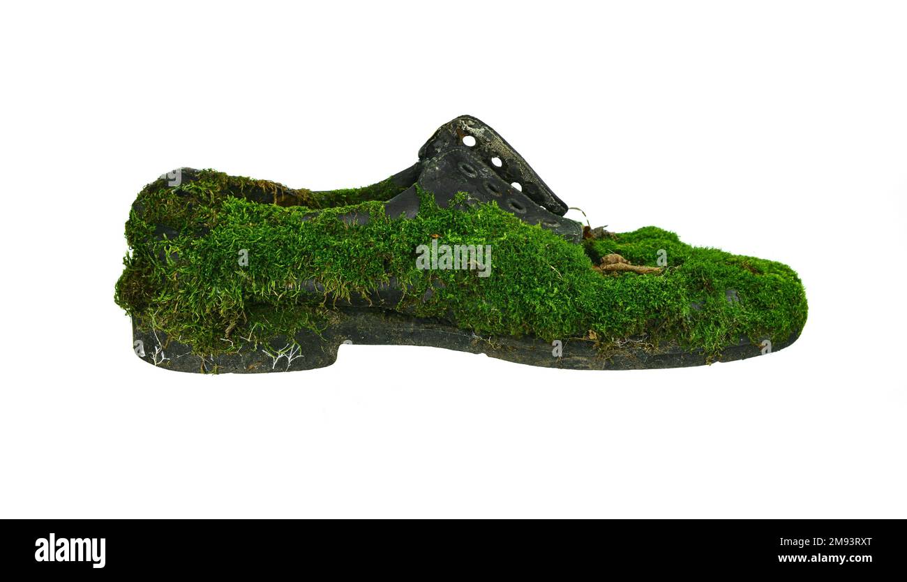 an old shoe covered in moss isolated on white background Stock Photo ...