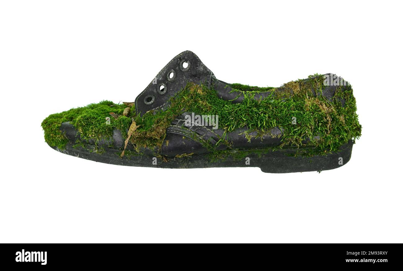 an old shoe covered in moss isolated on white background Stock Photo ...